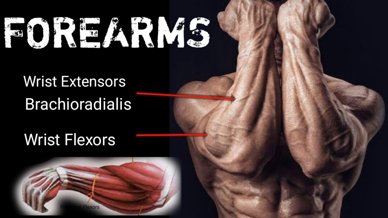 THE BEST SCIENCE BASED FOREARM WORKOUT |FOREARMS कैसे बनाएं - YouTube