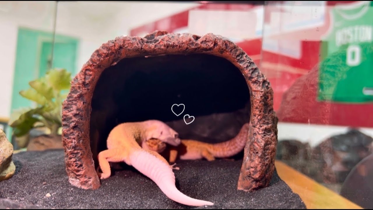 Lenny x Gold Mating Session! - YouTube