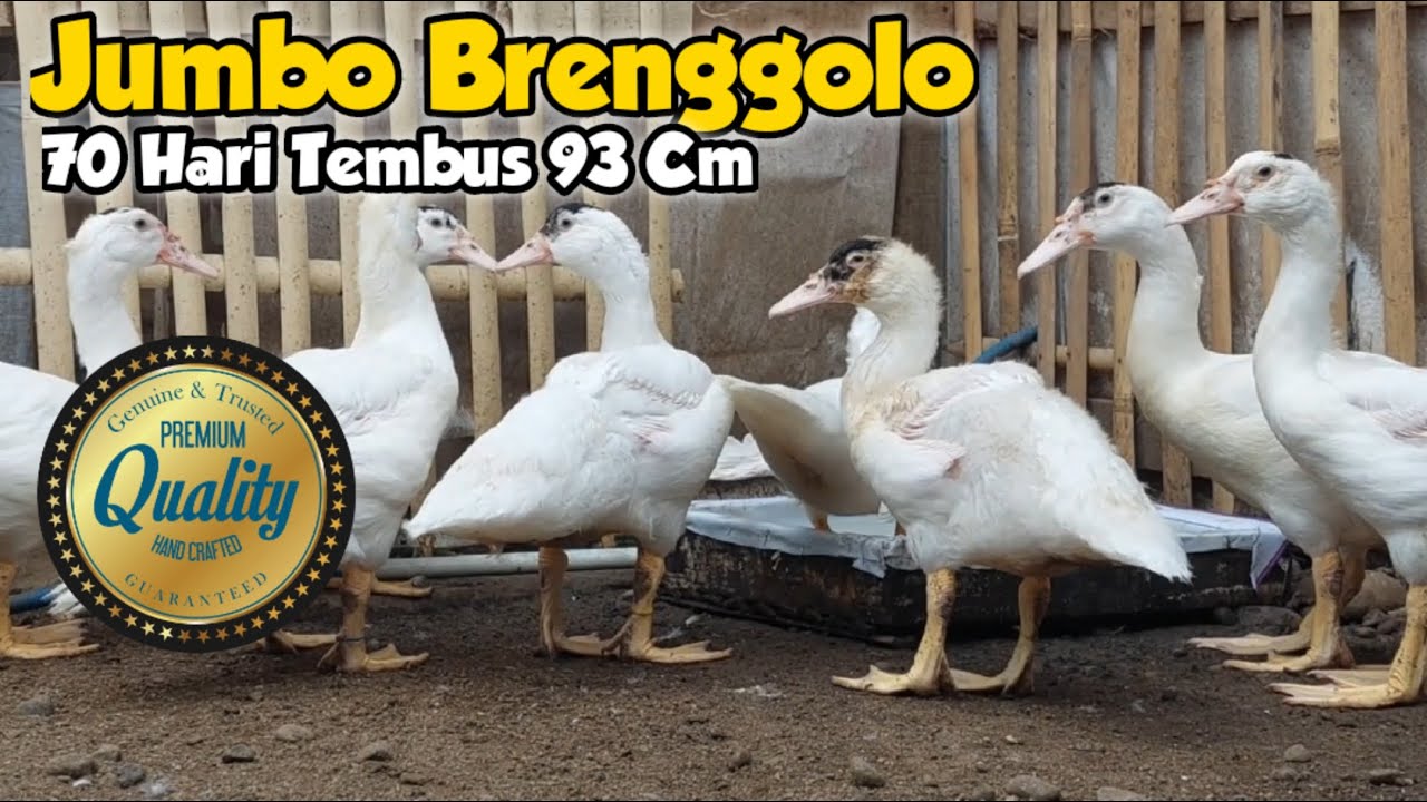 TERNAK ENTOK JUMBO BRENGGOLO TRONTON & LEHER BETON DALAM SATU KANDANG ...