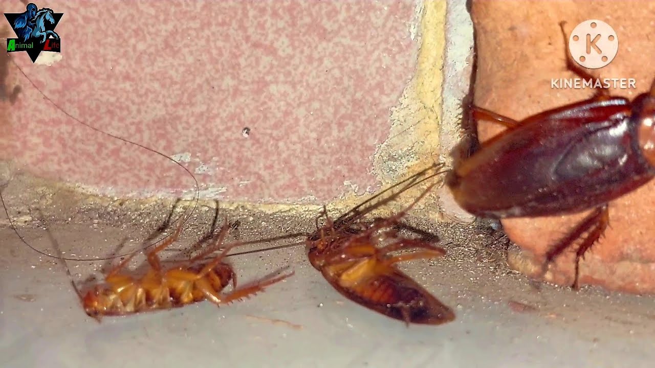 Cockroach Telapoka Fanny dancing Arsola. Animal life - YouTube