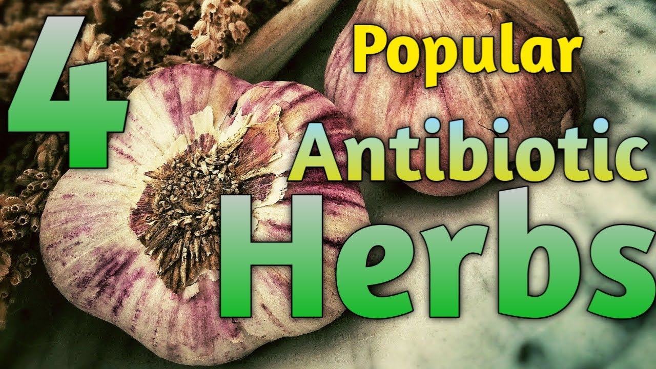 Best antibiotic herbs and how to use them for natural cure - YouTube