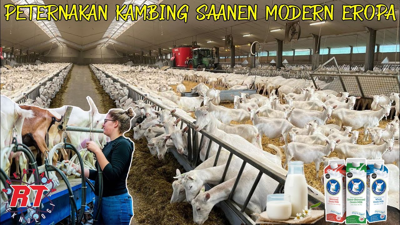 Kambing Kambing Bima App On The Amazon Appstore