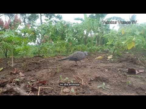 TEKUKUR BODY Aduhai, SUDAH DUA KALI GANTI PIKAT SAMBUTAN TARGET TETAP SAM4