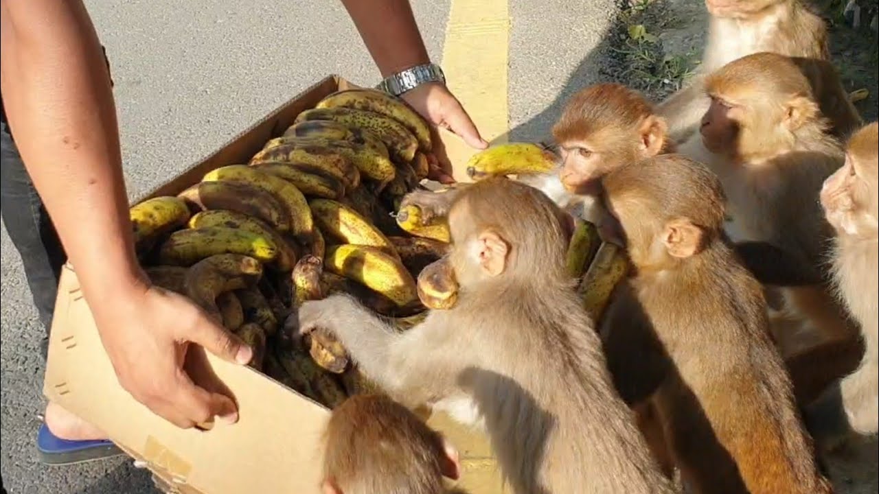 feeding banana and mango to the hungry monkey || monkey love banana and ...
