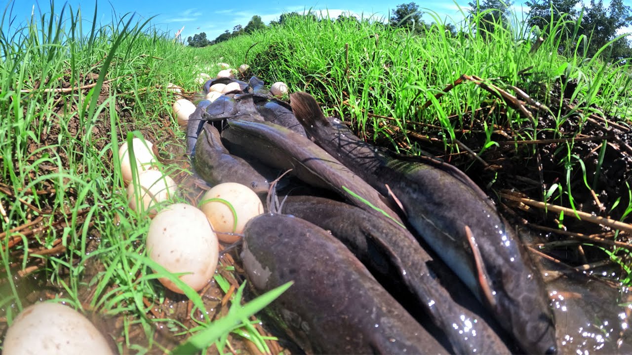OMG - wow a lot of fish and eggs in rice field lucky man catch a lot of ...
