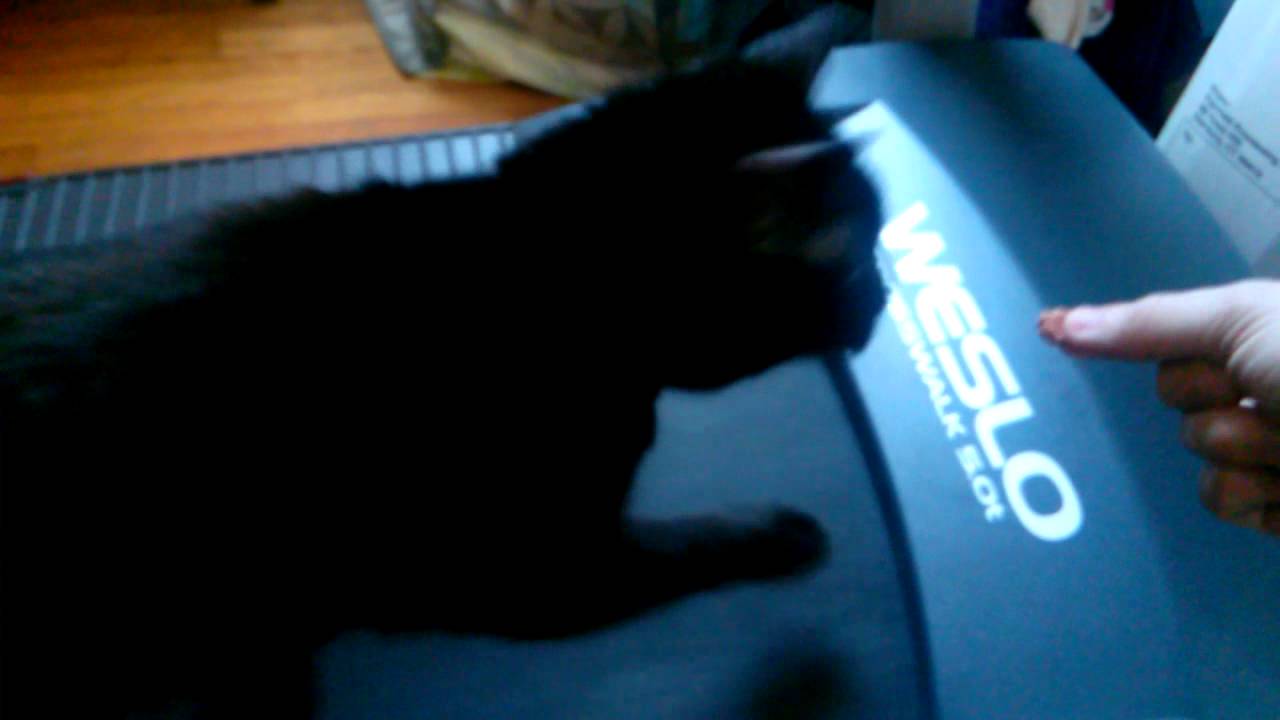 Jinx on a workout - YouTube