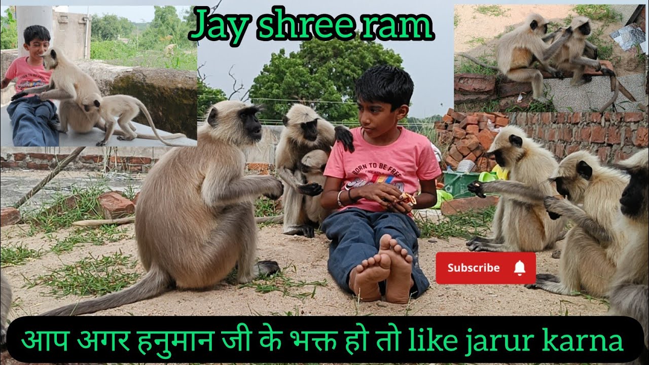 Bandar mama बहुत समझदार हैं || bandar vala video || monkey rani vala video || #vlog #bandar # ...