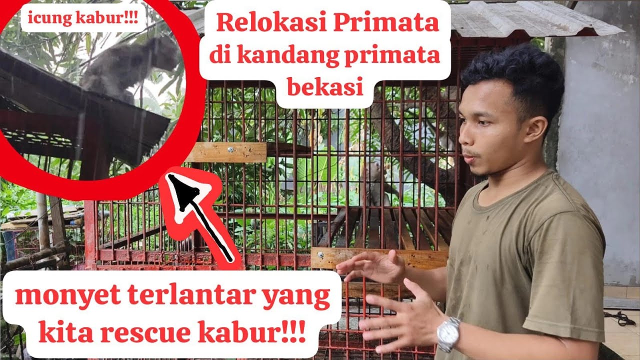 icung monkey terlantar yang kita rescue kabur saat Relokasi anabul di ...