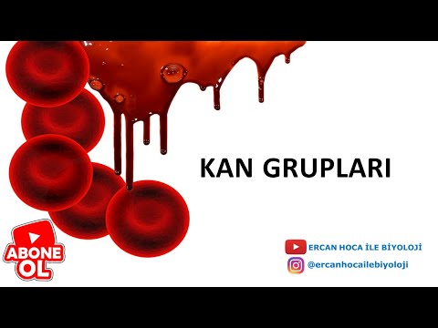 10) KAN GRUPLARI (Ercan Hoca ile Biyoloji)