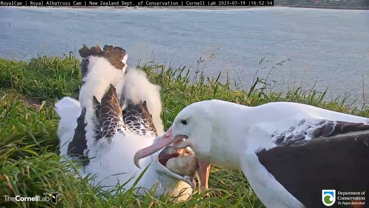 Royal Albatross Serves Up Hefty Meal Of Cephalopod To His Chick In New ...