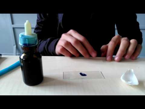 Soğan Zarındaki Bitki Hücrelerinin İncelenmesi Lise ve Ortaokul Deneyleri- Kurtuluş ATLI