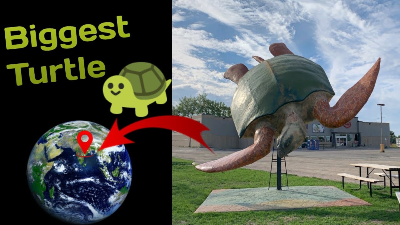 I Found Giant Biggest Turtle 🐢 On Google Earth! || google map! - YouTube