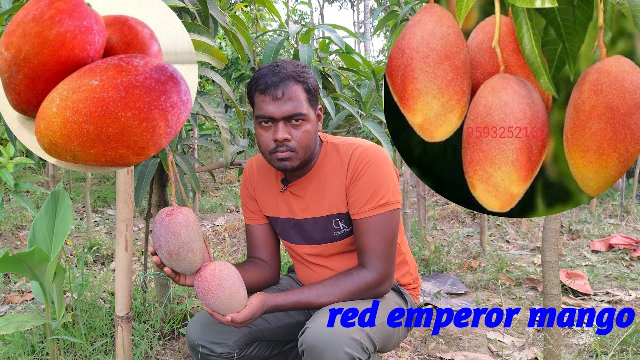 red emperor mango Sarika nursery wb - YouTube