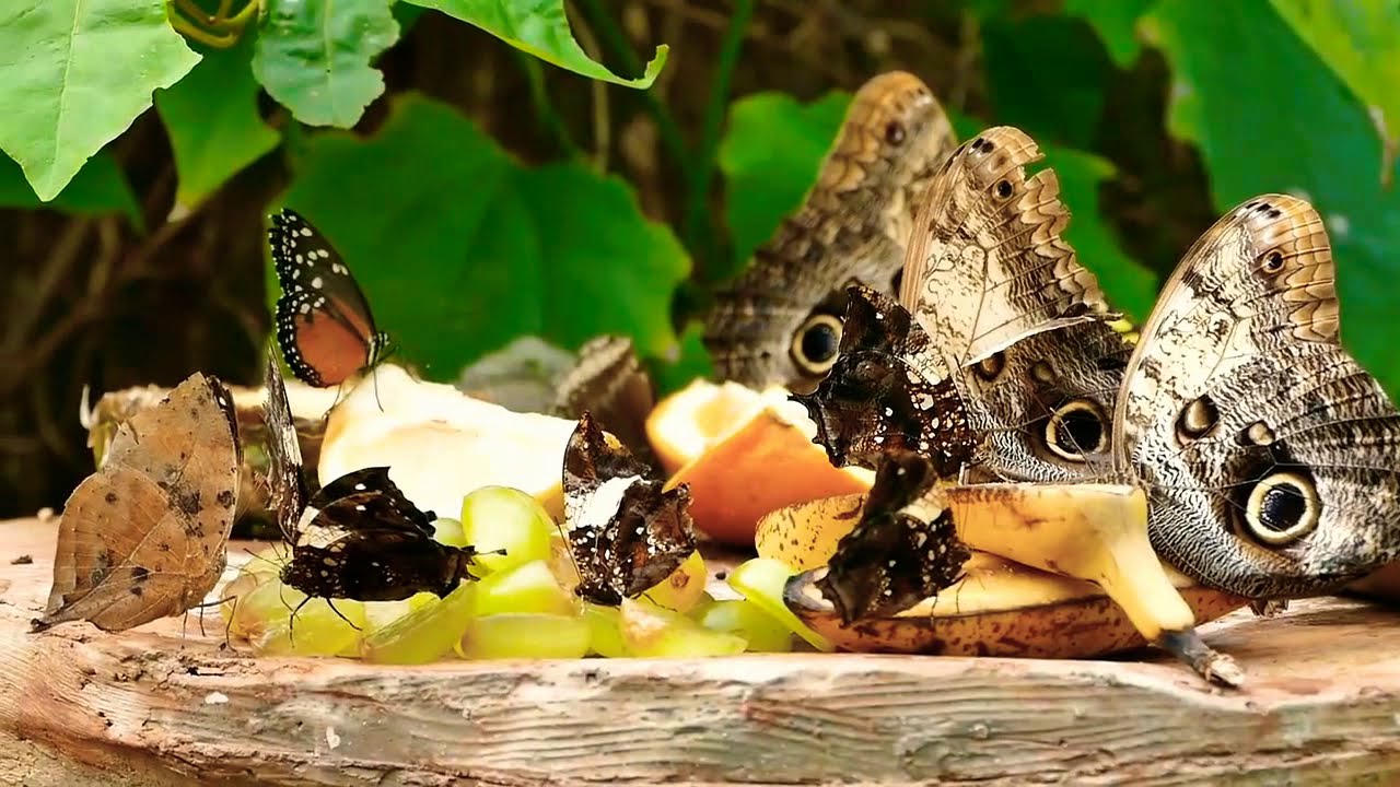 How Butterflies Eat Food || Butterfly Nature Colour || Relaxing Music ...