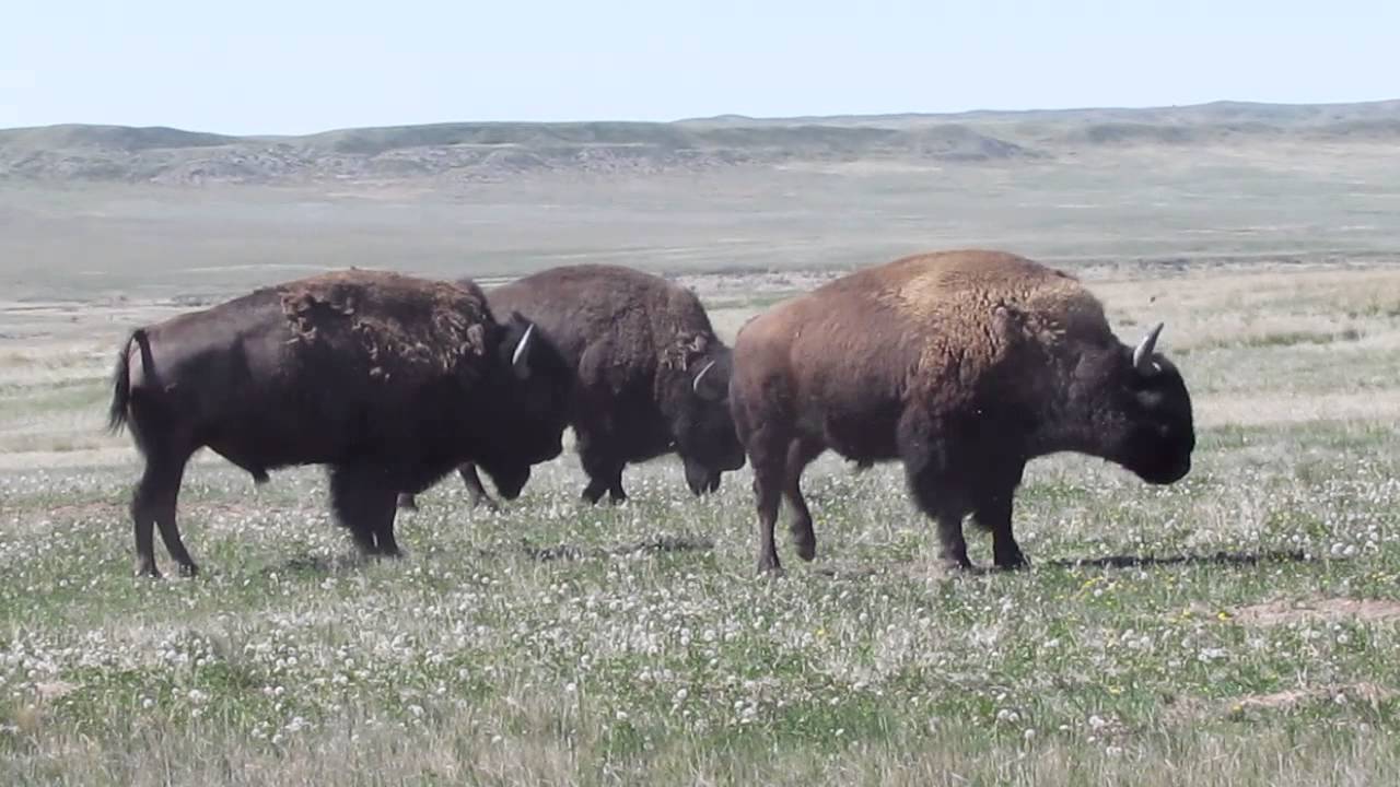 Plains bison at West block Grasslands NP, Sask. - YouTube