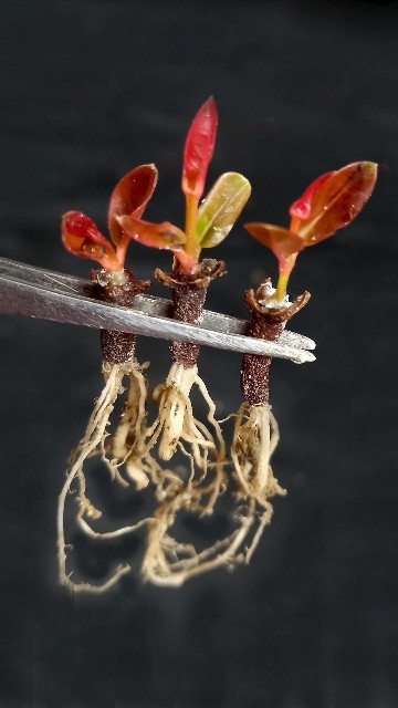 How to Propagate Clove Plant at Home || How to Grow Clove from Seeds ...