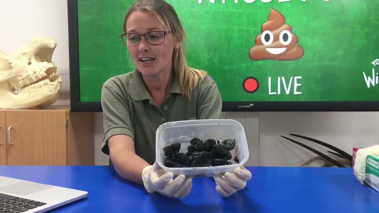 WHOSE POO? Number 2 💩 - YouTube