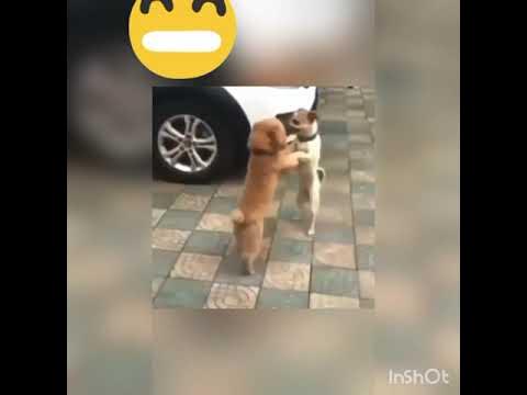videos graciosos, perros bailando - YouTube