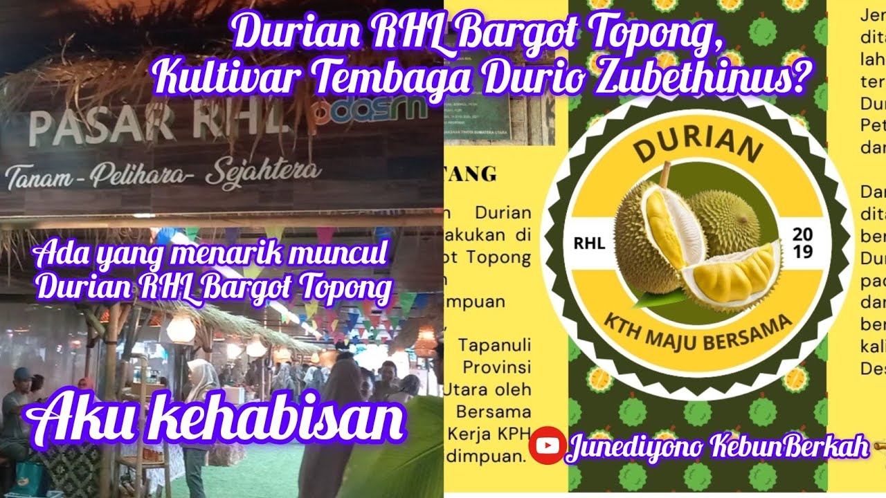 Durian RHL Bargot Topong, Kultivar Tembaga Durio Zubethinus kah? - YouTube