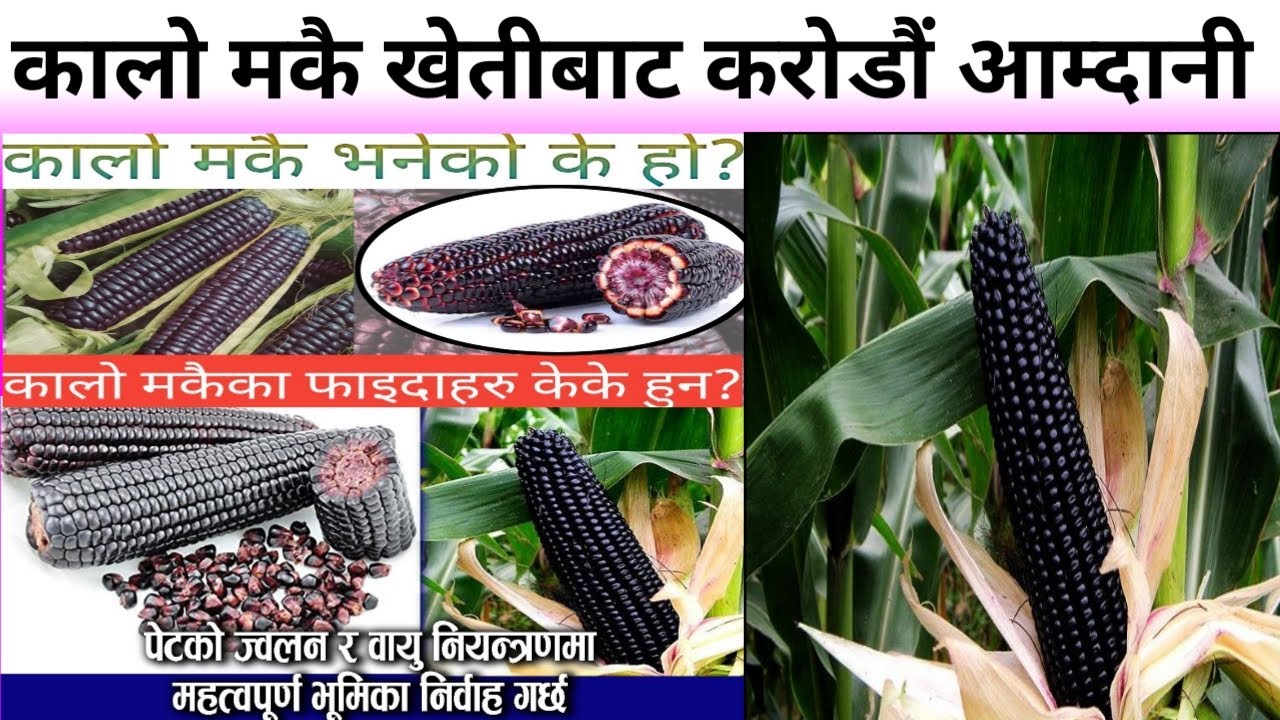 नेपालमै अब ‘ब्लाककर्न’ अर्थात कालो मकै खेती यसरि गर्नुहोस् || Black ...