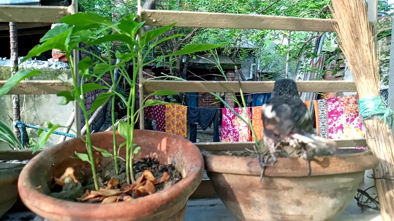 Baby Magpie Robin - YouTube