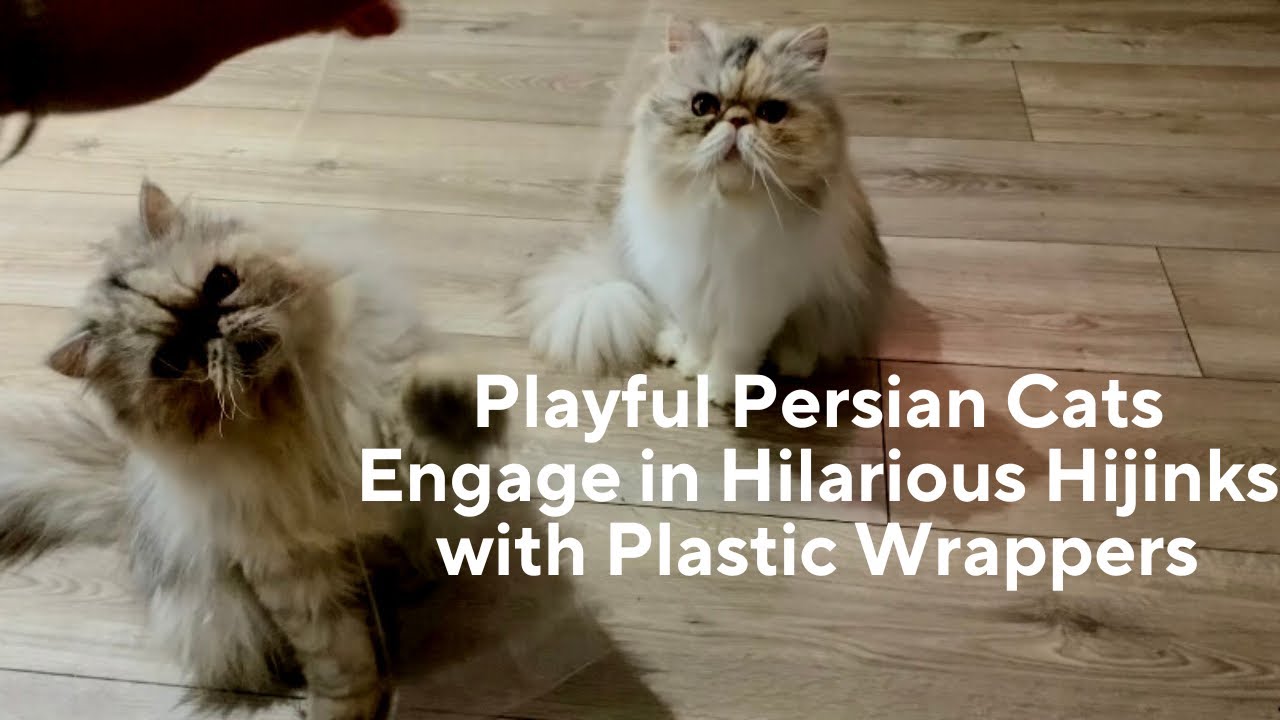 Playful Persian Cats Engage in Hilarious Hijinks with Plastic Wrappers ...