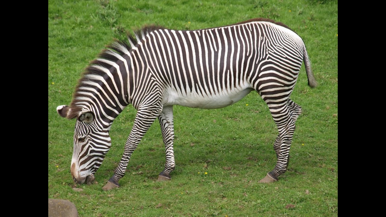 Zebra Rap Video - YouTube