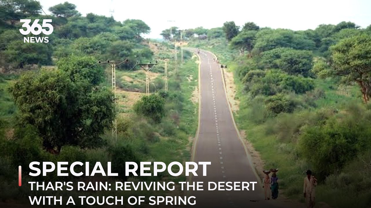 Thar's Rain: Reviving the Desert with a Touch of Spring | 365 News ...