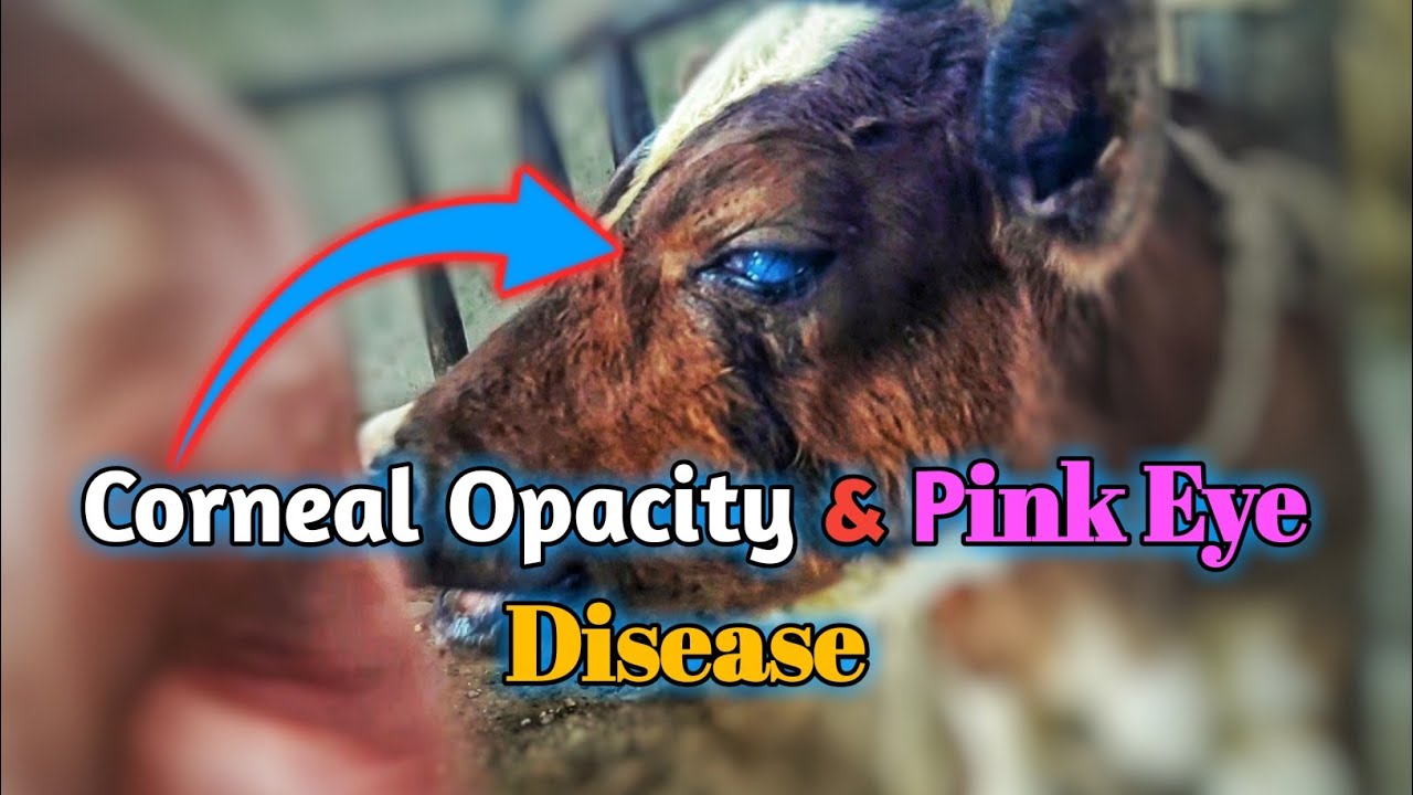 blue eye in calf/ Infectious Keratoconjunctivitis | corneal opacity ...