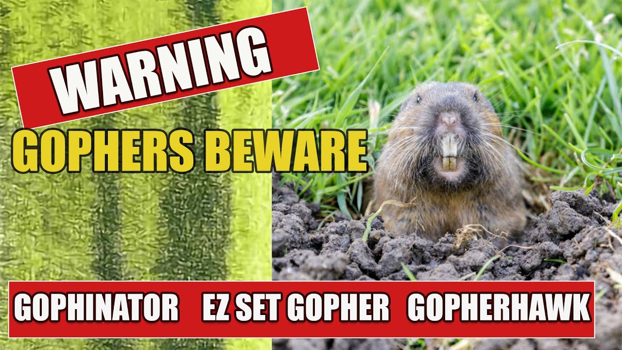 “STOP Gophers Fast! Which Trap Works Best? (Gophinator vs. GopherHawk ...