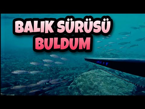 BALIK DAĞI - İSKENDERUN (Binlerce Balık Bir Arada)