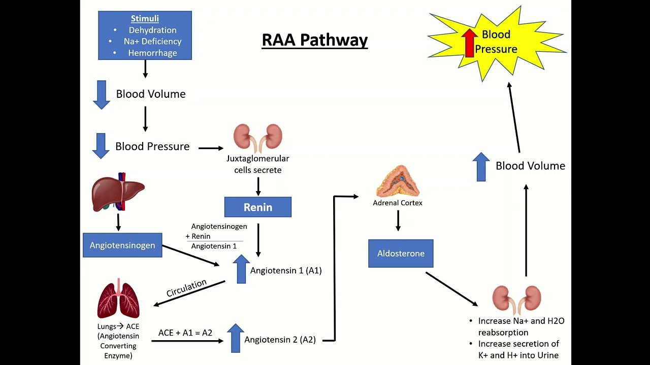 RAA Pathway - YouTube