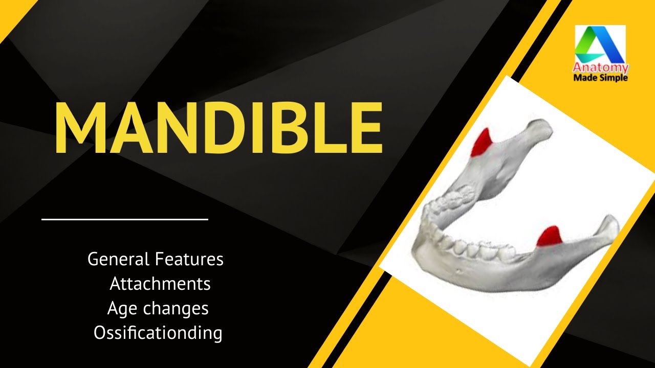 Mandible General Features and Attachments | Mandible age changes ...