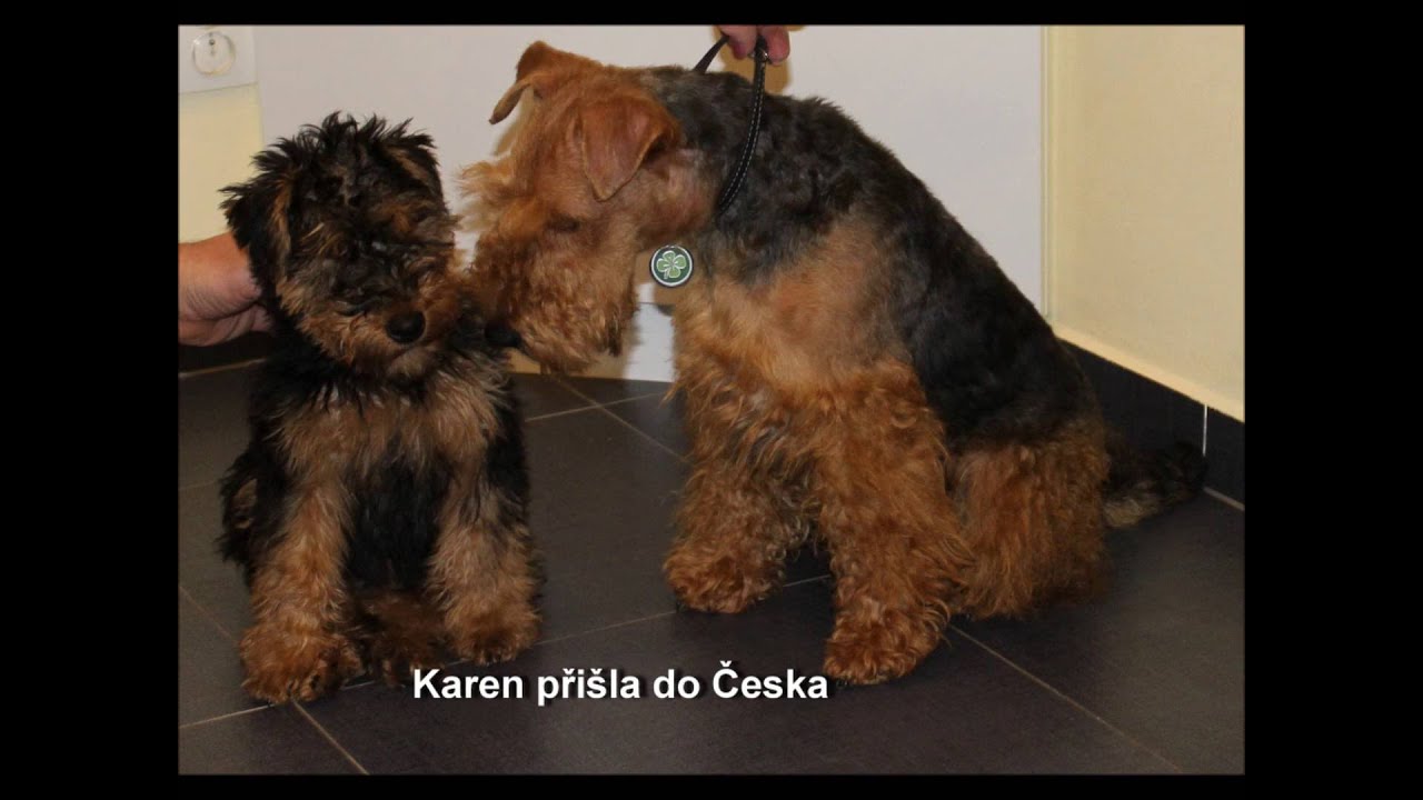 Welsh Terrier Karen, trimming V 2016 - YouTube