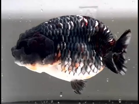 Pan's Ranchu Farm Kirin15-16CM - YouTube