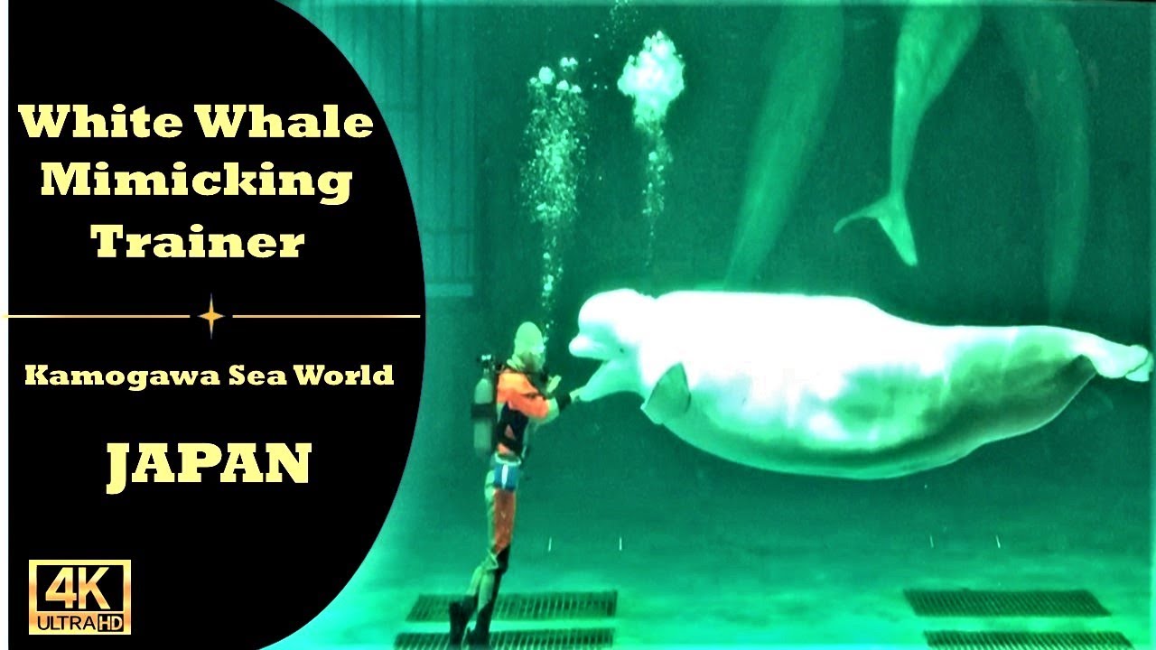 White Whale Mimicking Trainer | 4K | Kamogawa Sea World | The Beluga ...