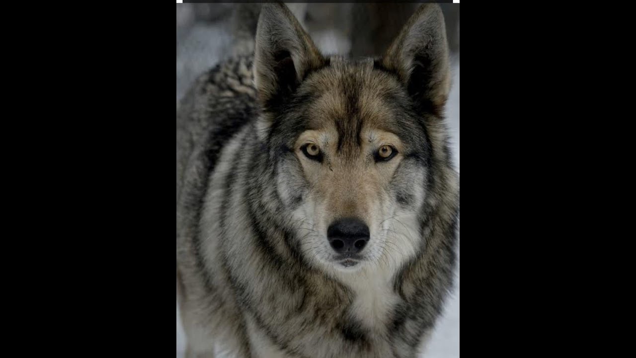 wolf dog training with clicker| Glauco Lima Treinador - YouTube