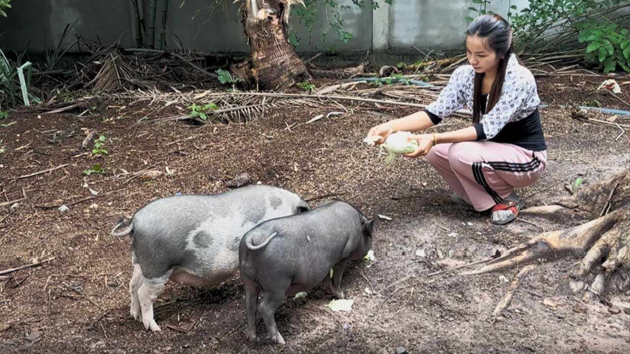 I Give Pigs To Eat Cabbage | Cabbage Feeding Time for Pig - YouTube
