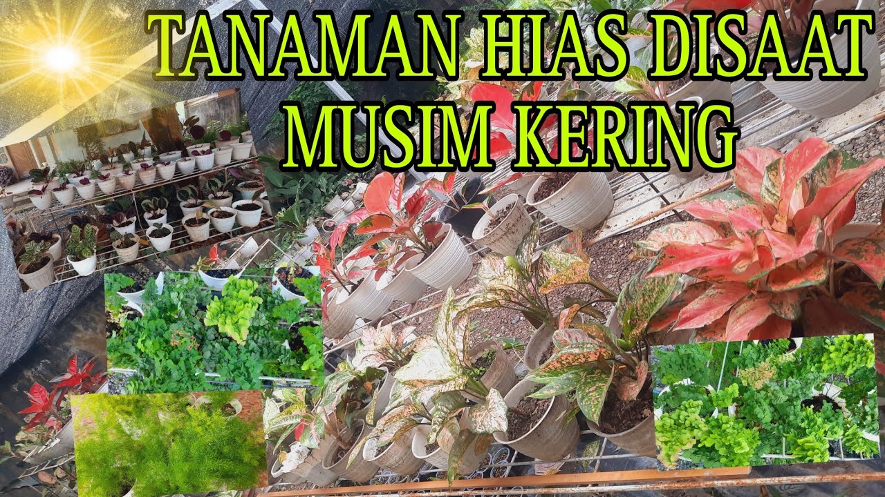 YUK LIHAT TANAMAN HIAS DISAAT MUSIM KERING!!! - YouTube