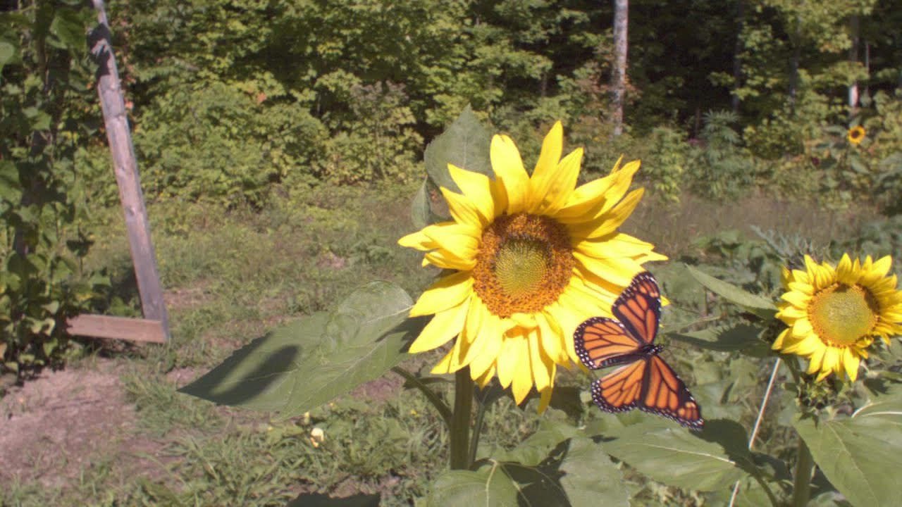 Slow Motion Insects At SugarLake - YouTube