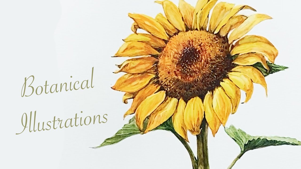 Botanical illustration history and do a botanical illustration ...