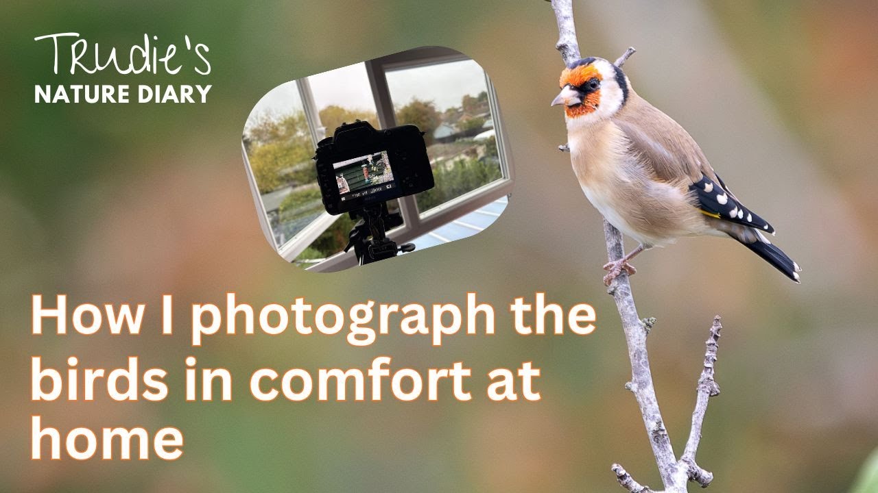 How I watch and photograph the birds at home | Nature Diary - YouTube