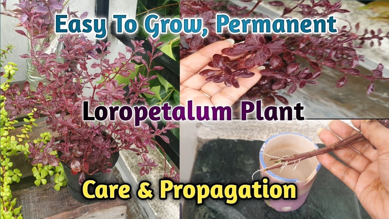 How to Grow & Care Loropetalum Plant/Red Leaf Plant Lalsa/Lal Badsha ...