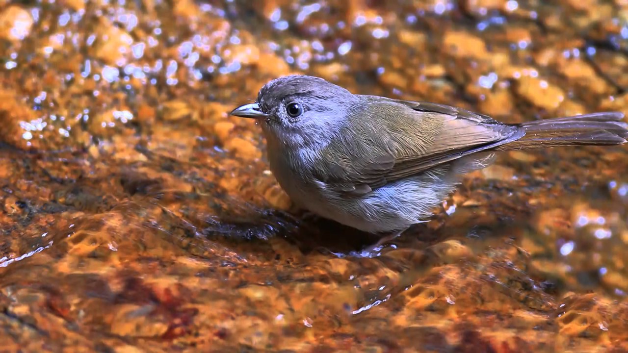 WILD&WINGS # BIRDS OF HALABALA - YouTube