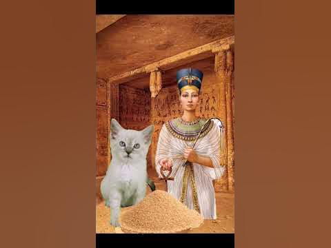Я, песок и Нефертити #просмотры #мемныекоты #коты #рекомендации # ...