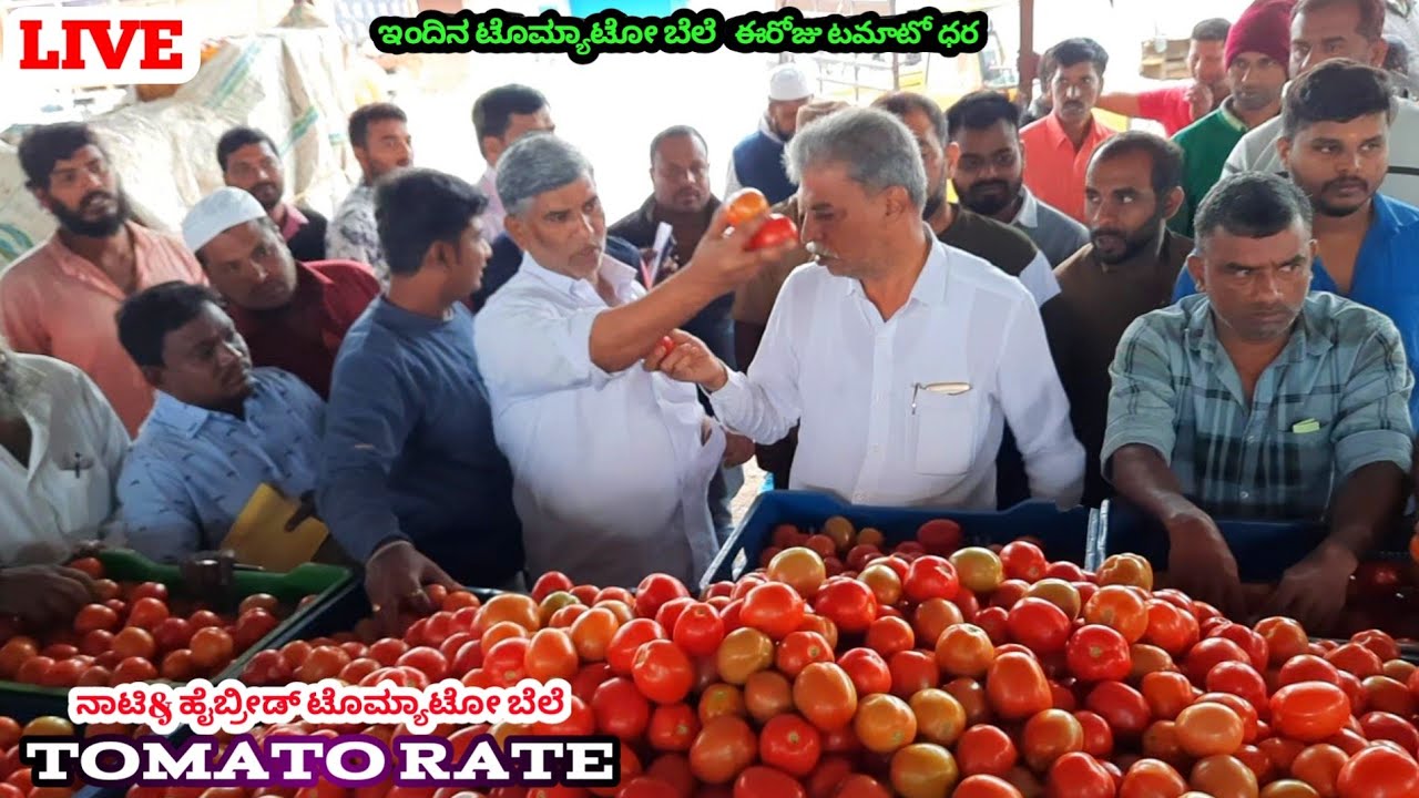 Tomato Price Today | live_auction_tomato_price| ಟೊಮೆಟೊ ಬೆಲೆ |Hybrid ...