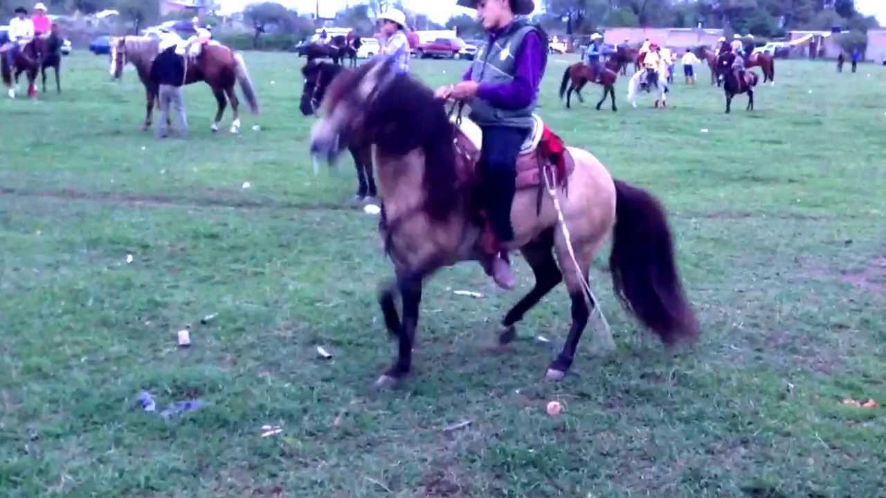 Baile de caballo poni - YouTube
