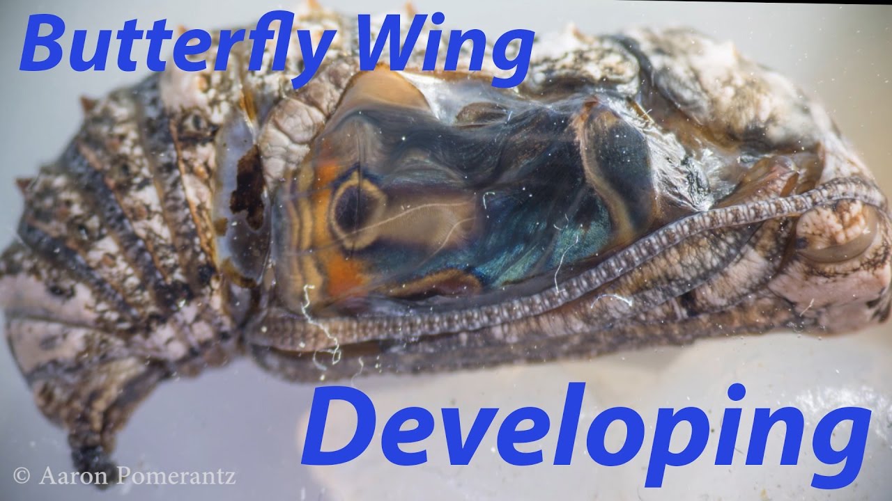 Window Into a Butterfly Wing Developing - YouTube