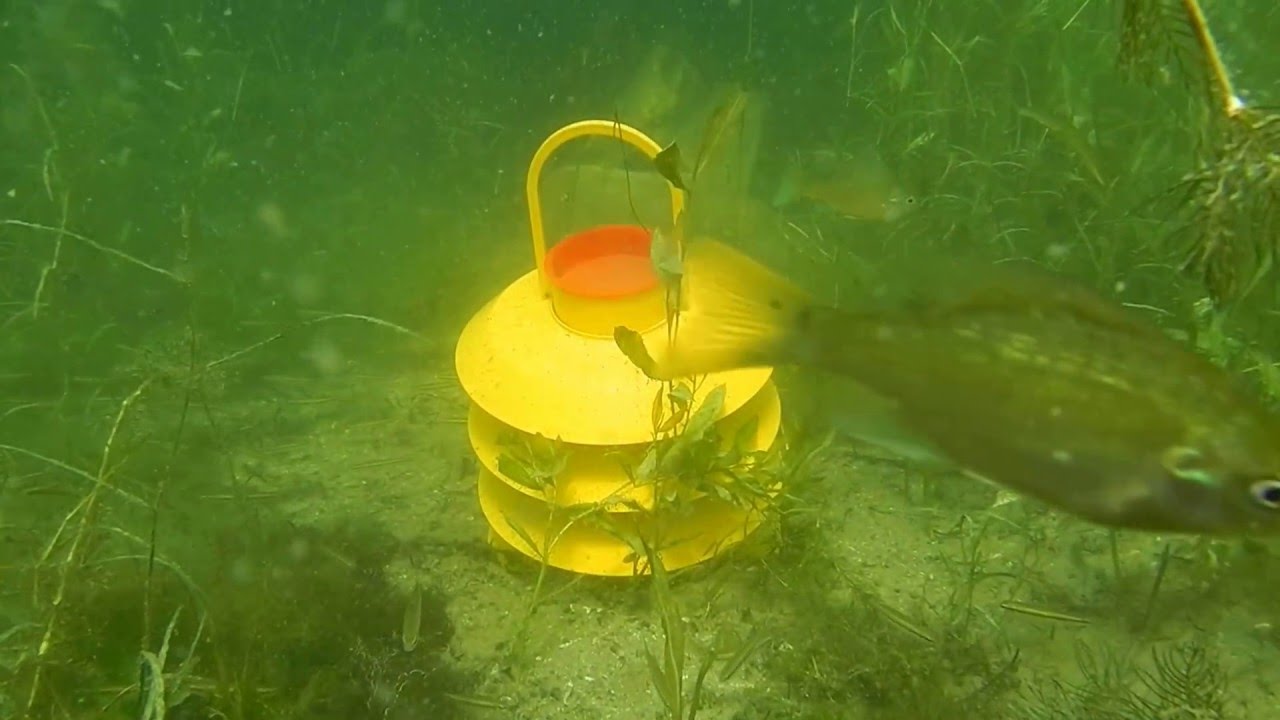 Fish and Other Aquatic Life Around the Zebra Mussel Trap (ZMT) by ...