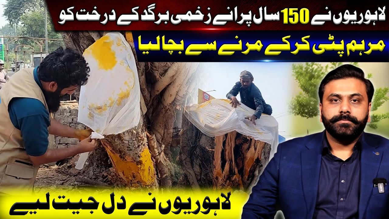 Lahoriyon Ne 150 Saal Purany Bargad K Darakht Ko Marham PAtti Kr k ...